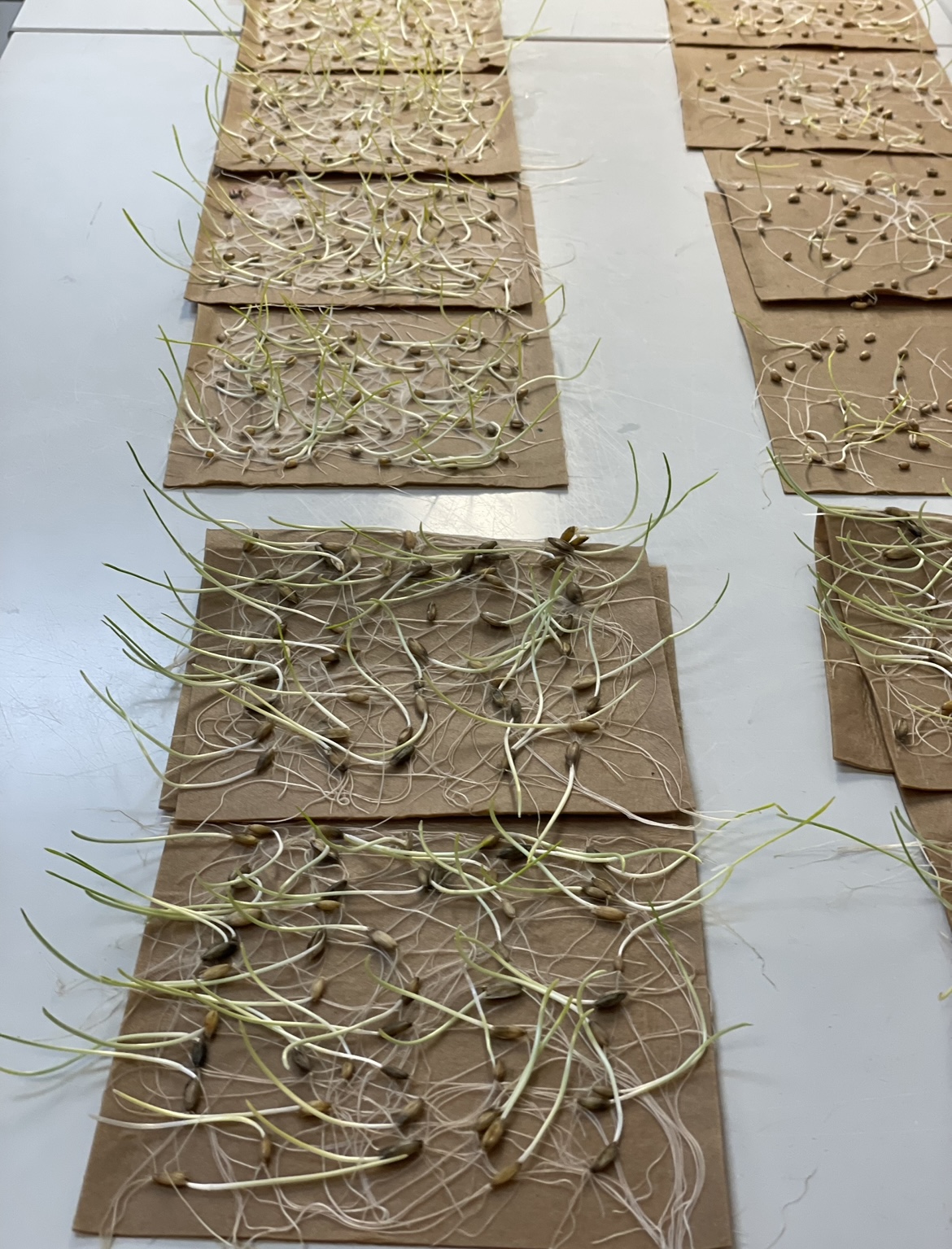 Exploring the Seed Lab at the Georgia Department of Agriculture